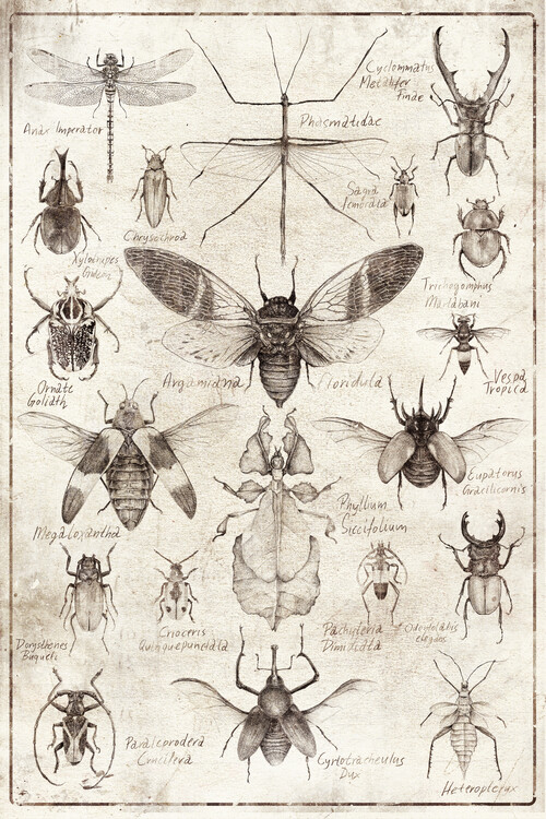 Insects & Butterflies Posters & Wall Art Prints | Buy Online at ...